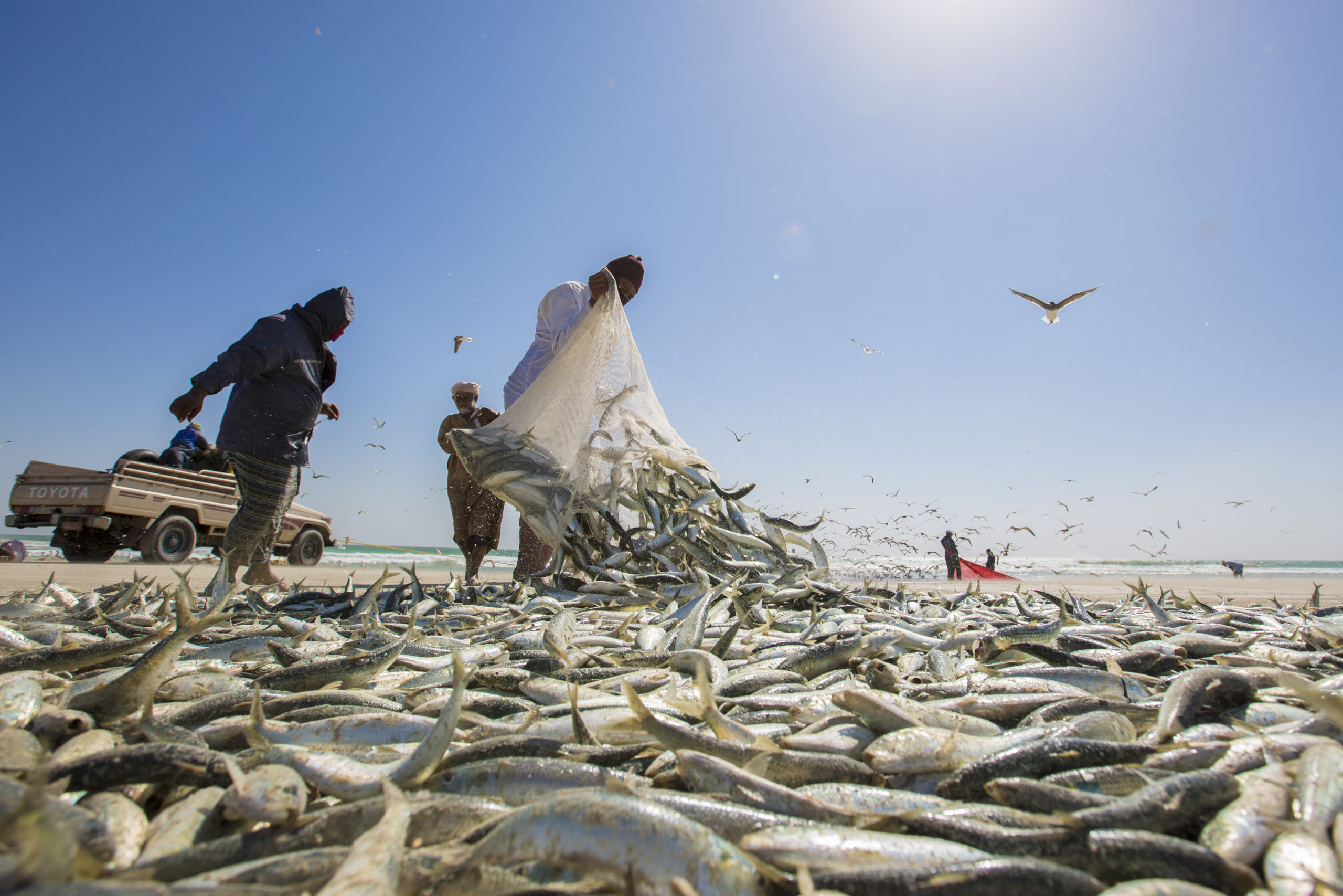 Targets set for Omanization in fishing, mining sectors - Merge 104.8