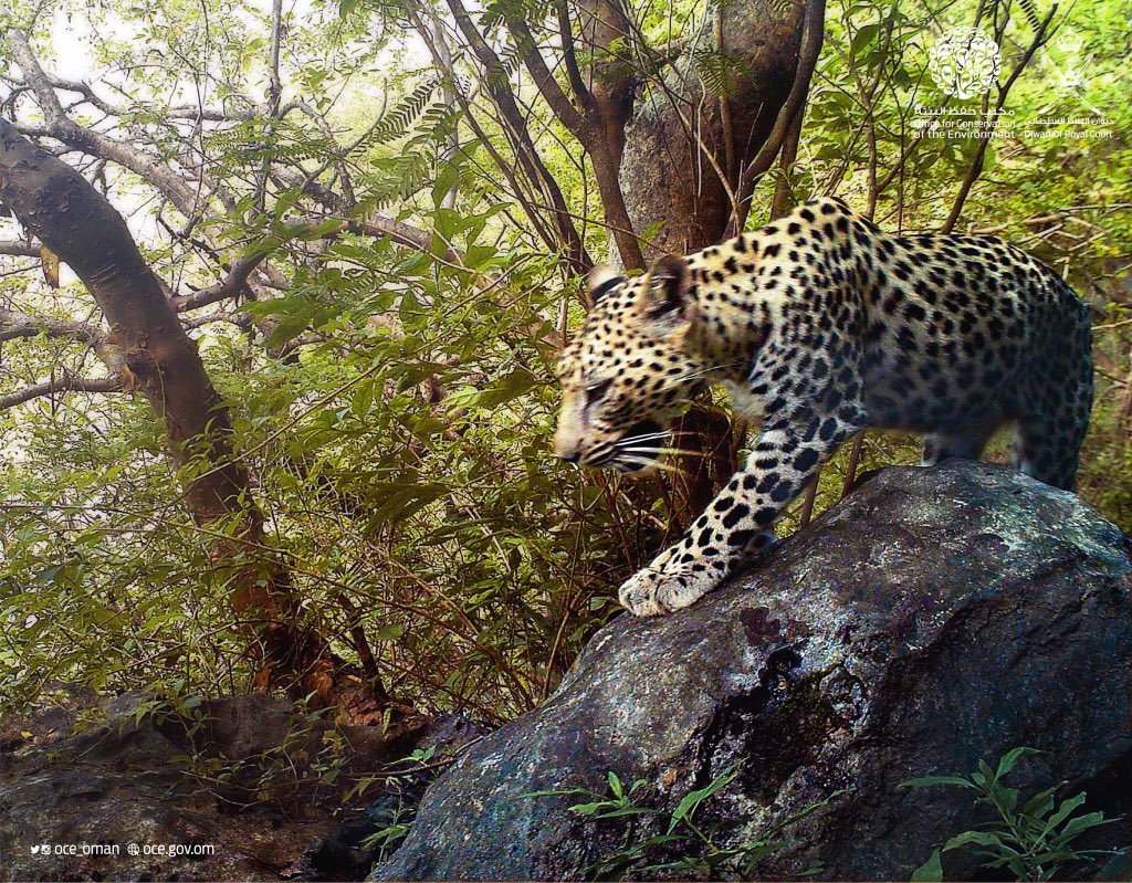 Oman: Rare Arabian leopard spotted in Dhofar - Merge 104.8